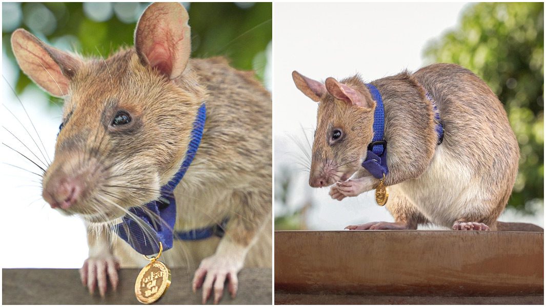 Mauvaise nouvelle pour Magawa, le premier rat médaillé d’Or pour sa ...