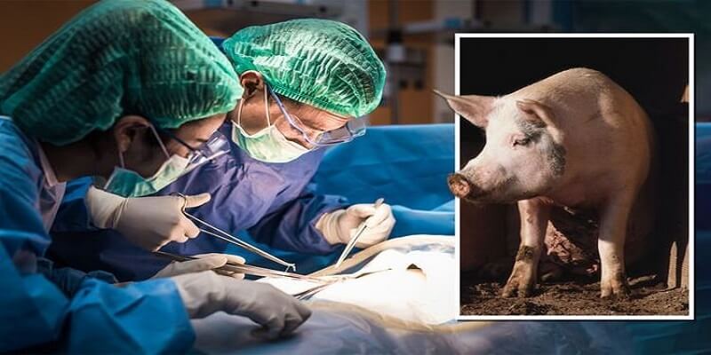 Les chirurgiens réalisent une deuxième greffe réussie de rein de porc ...